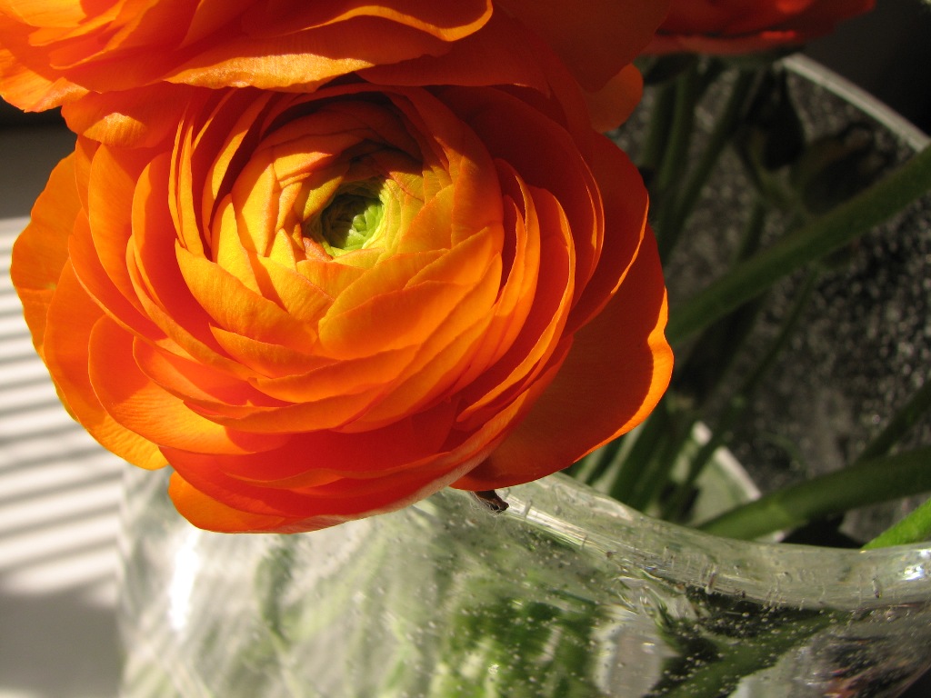 Doug's photo site: Orange Ranunculus