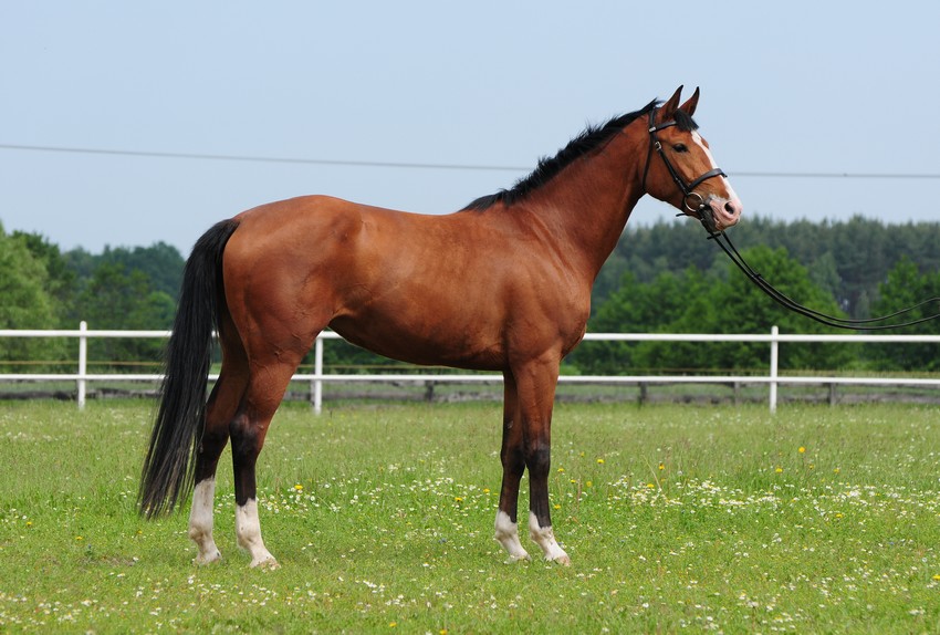 Utafiti: Farasi Hubaini Hisia za Binadamu kwa Kumuangalia..!!! | UDAKU ...