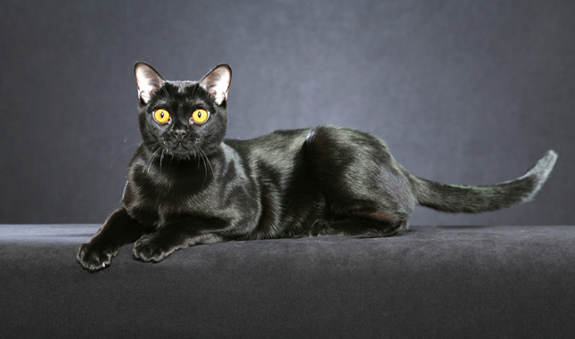 Animal Images: Bombay Cat Images Collection