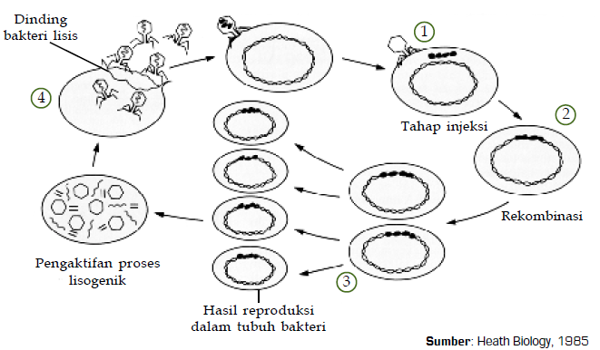 BAKTERIOFAGE (Struktur, Ciri-Ciri, Reproduksi Baktriofage, Hubungan ...