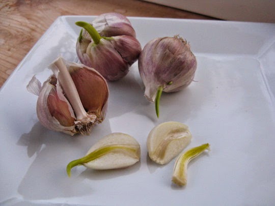 Gourmet by Sally Rae: Is Sprouted Garlic Safe to Eat?