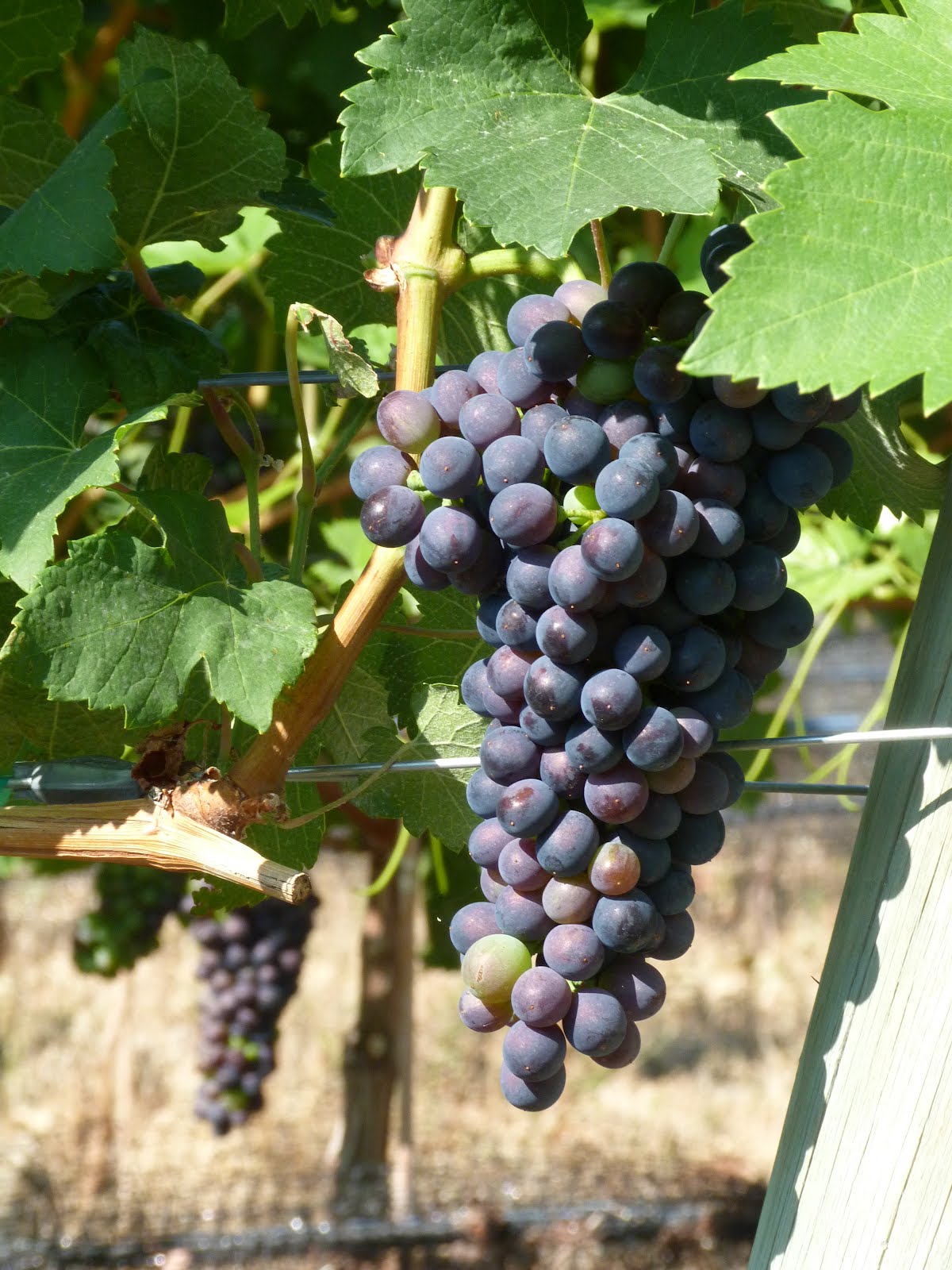 John Schreiner on wine: Wines for a summer party John Schreiner on wine: Wines for a summer party