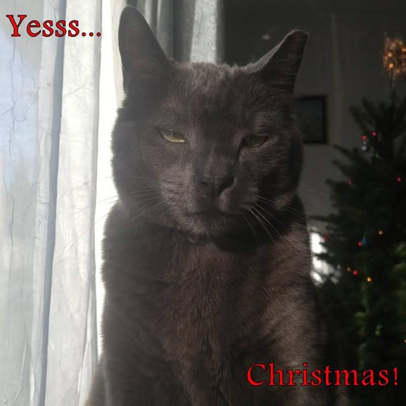 True Book Addict...Books, Cats, and More: December 2018