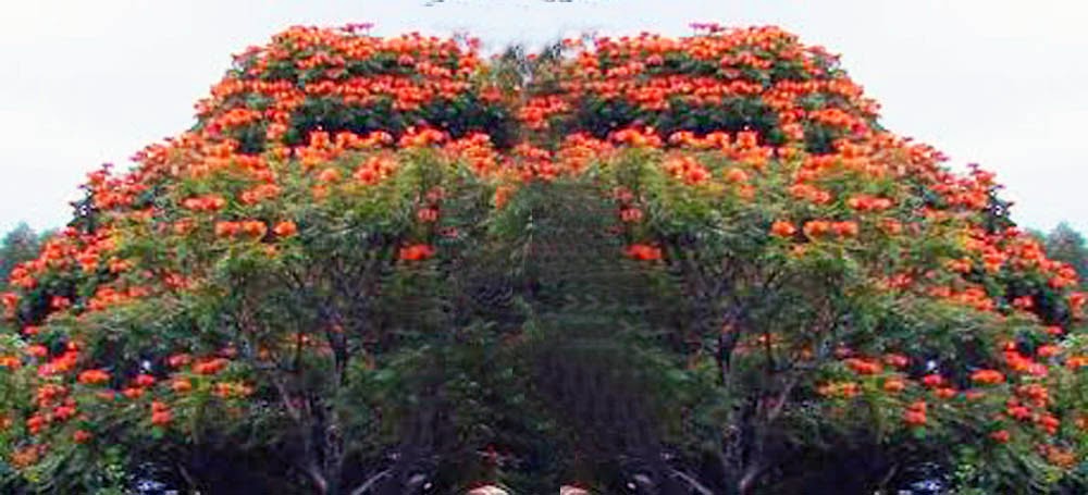 elarbolmiamigo-encinarosa: Árbol de los tulipanes / Spathodea ...