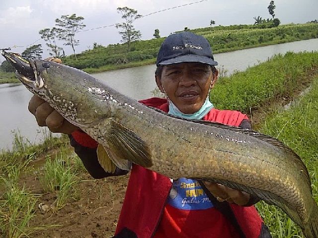 Ikan Gabus Raksasa Newstempo