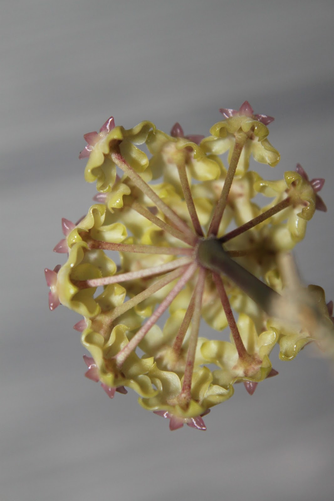 Hoyapassion: Hoya vitellina. Hoya aff. stenophylla NS08-030 = Hoya ...