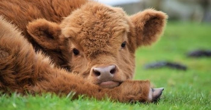 20 foto divertenti dei piccoli vitelli Highlander