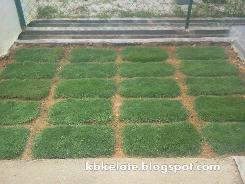 Rumput Karpet Murah - Rumput Padang - Bersih Kawasan Rumah - Kota Bharu ...