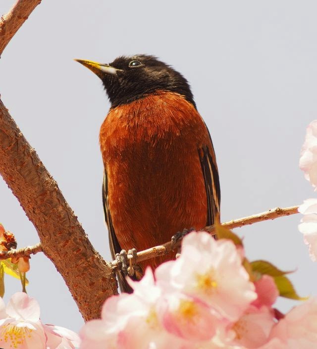 Prospect Park Bird Sightings & North Brooklyn Nature News: Fwd: Orchard ...