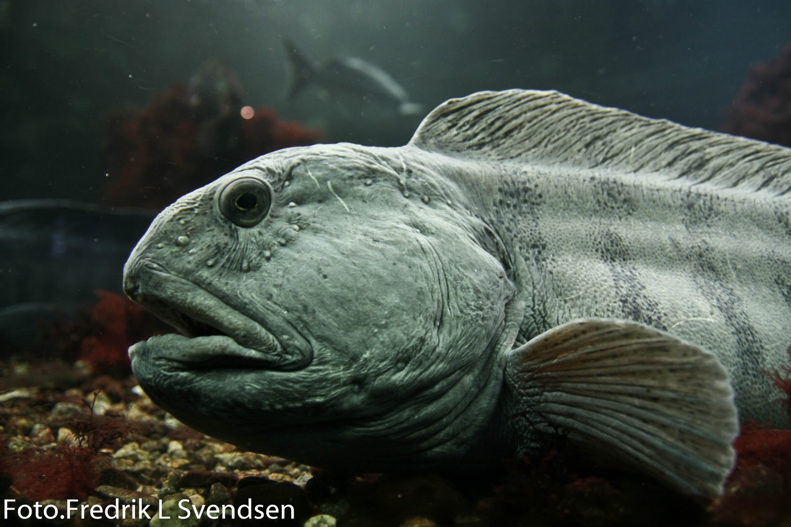 Lundeflue: Akvariet i bergen :)