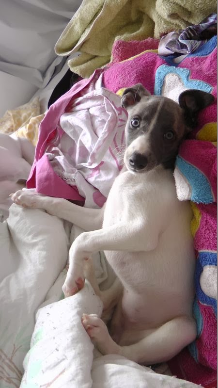 Mini Galgos: Mini Galgos à venda