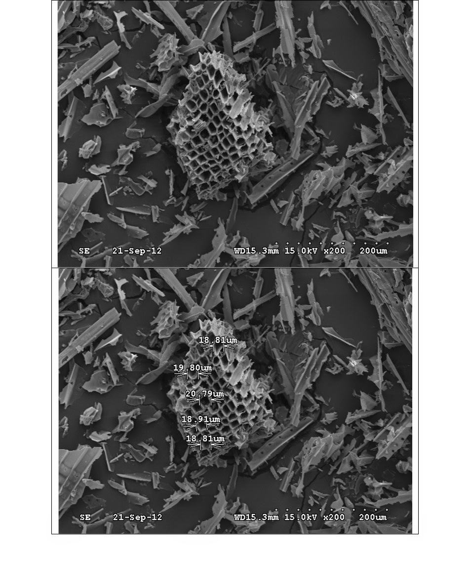 Influence of biochar in seed germination and growth rate (part 2)