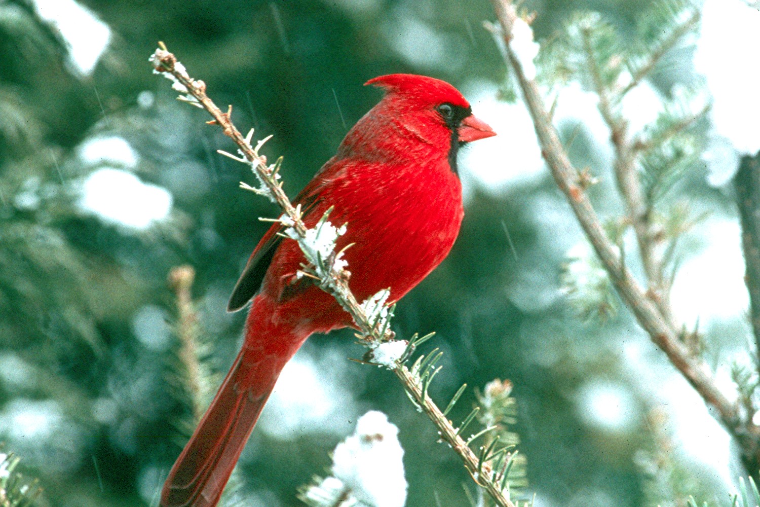 Bird Directory Northern Cardinal Of Christmas bird-directory-northern-cardinal-of-christmas