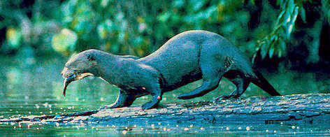 PLAAN : Lobo de Río - Pteronura brasiliensis