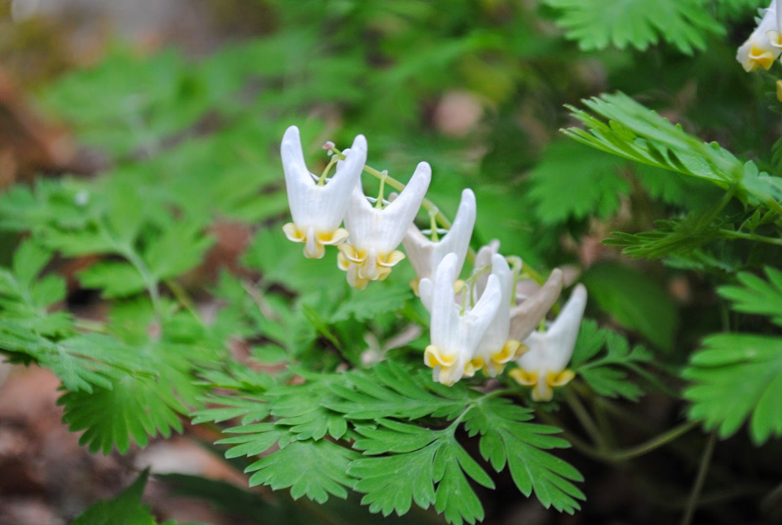 West Virginia Native Wildflowers-The Big Year, 2013: Smoky Mountain ...