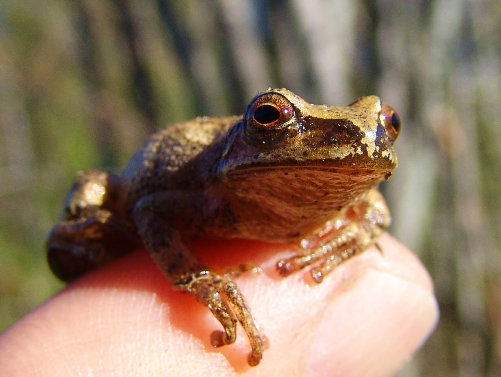 Muskoka Seasons: May 2014