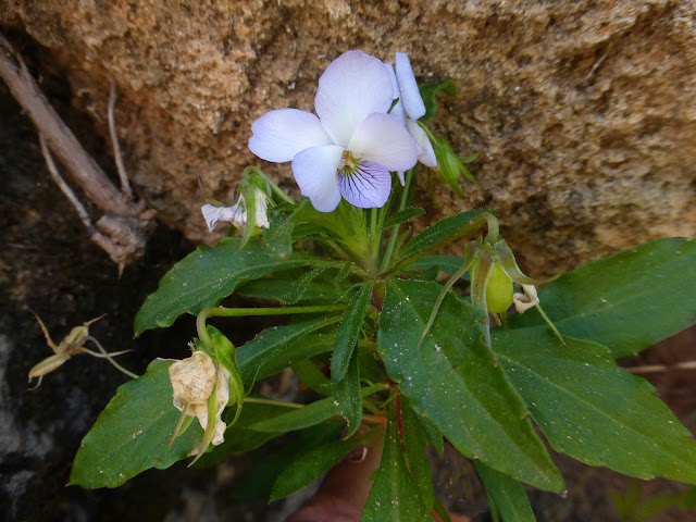 rocayflor: Acantilados del Algarve (3) Cabo San Vicente