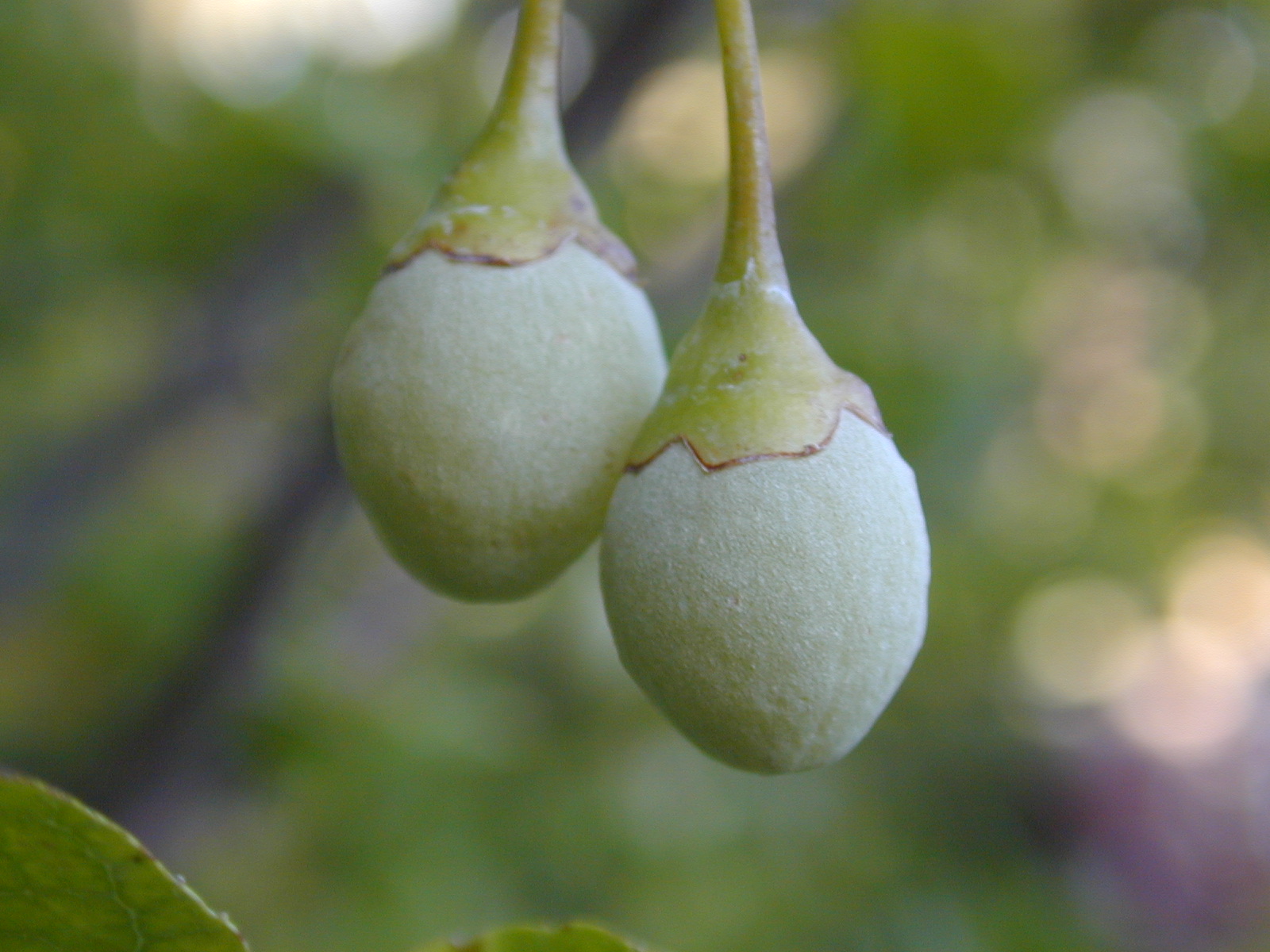 Trees of Santa Cruz County: Styrax japonicus - Pagoda Tree