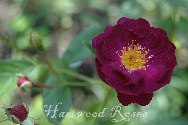 Hartwood Roses: Flowers on Friday ... Full Bloom in a Friend's Garden