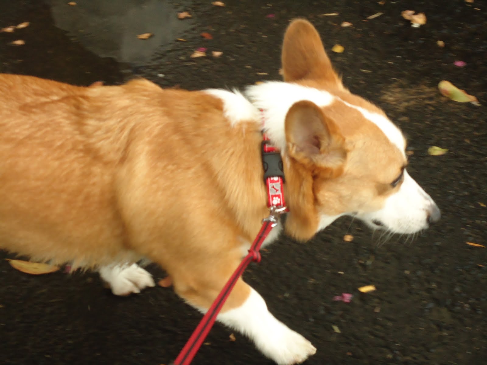 Peanut a Corgi: Shaved butt and more!