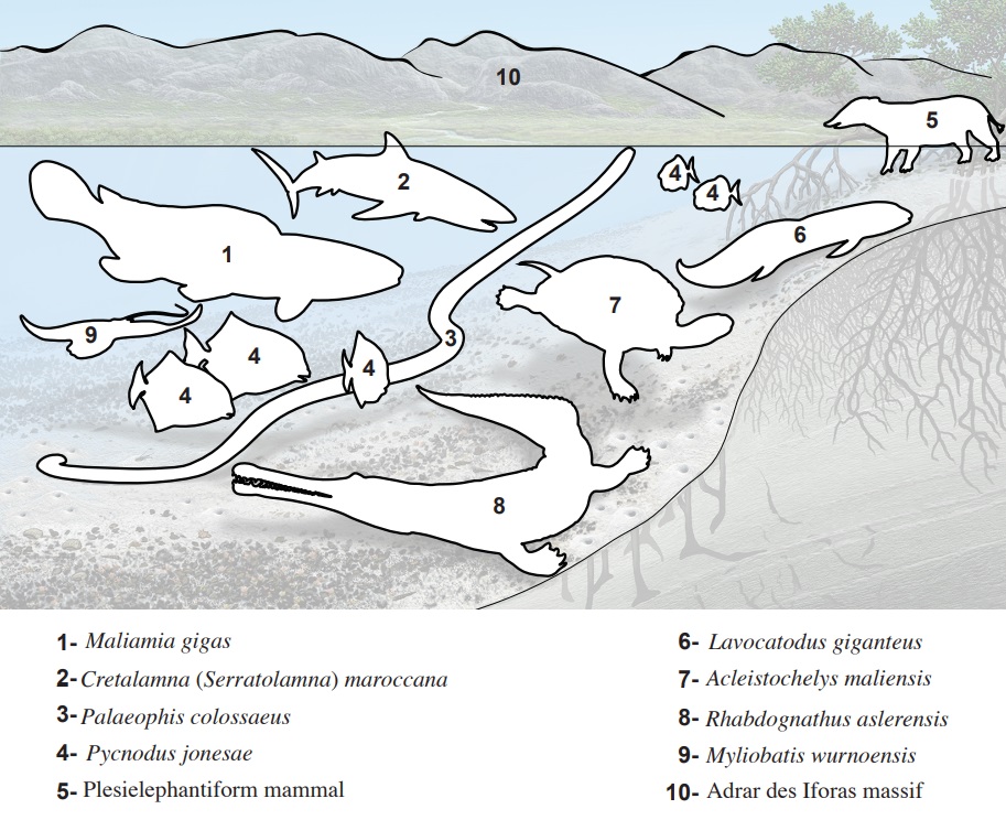 Species New to Science: [Paleontology • 2019] Stratigraphy and ...