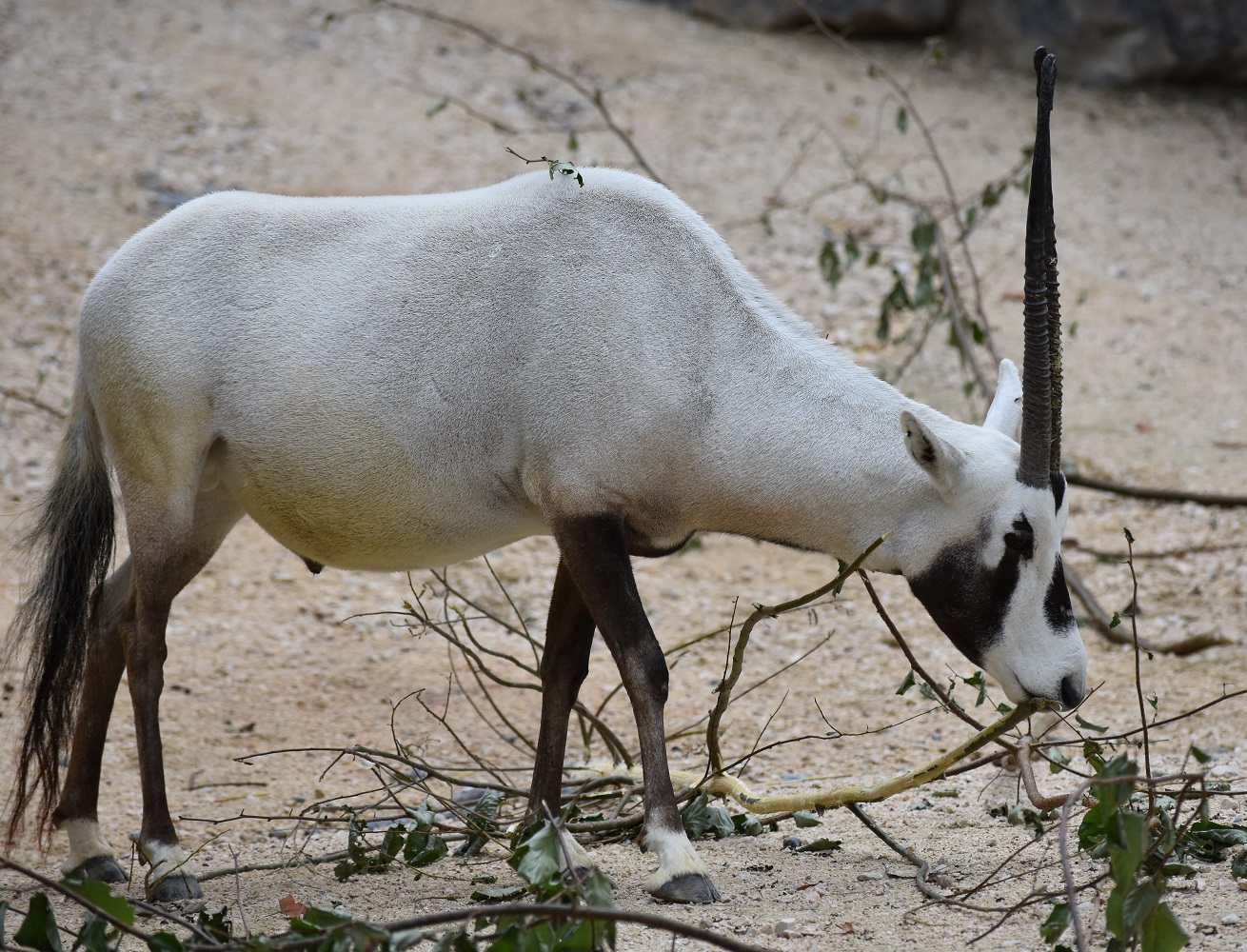 ZOOTOGRAFIANDO (6.100 ANIMALS): ORIX DE ARABIA / ARABIAN ORYX (Oryx ...