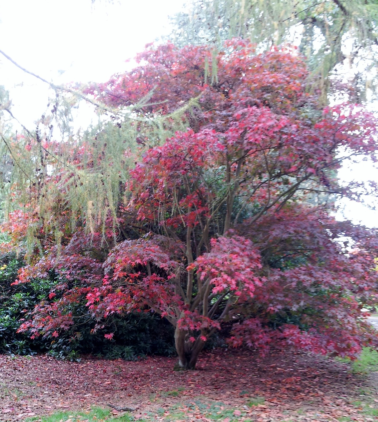 Random Distractions: November 2012