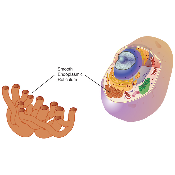 AS Biology OCR: Cell Structure and Organelles