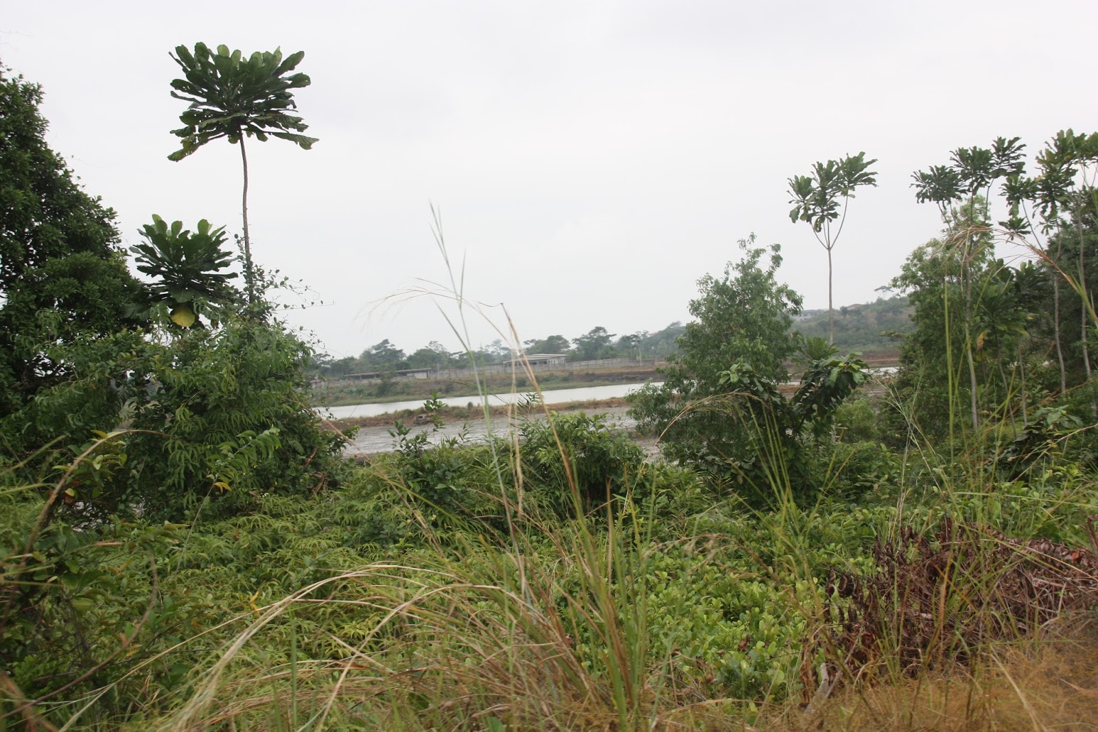 Notre aventure au Gabon: La mangrove du Parc National de l'Akanda