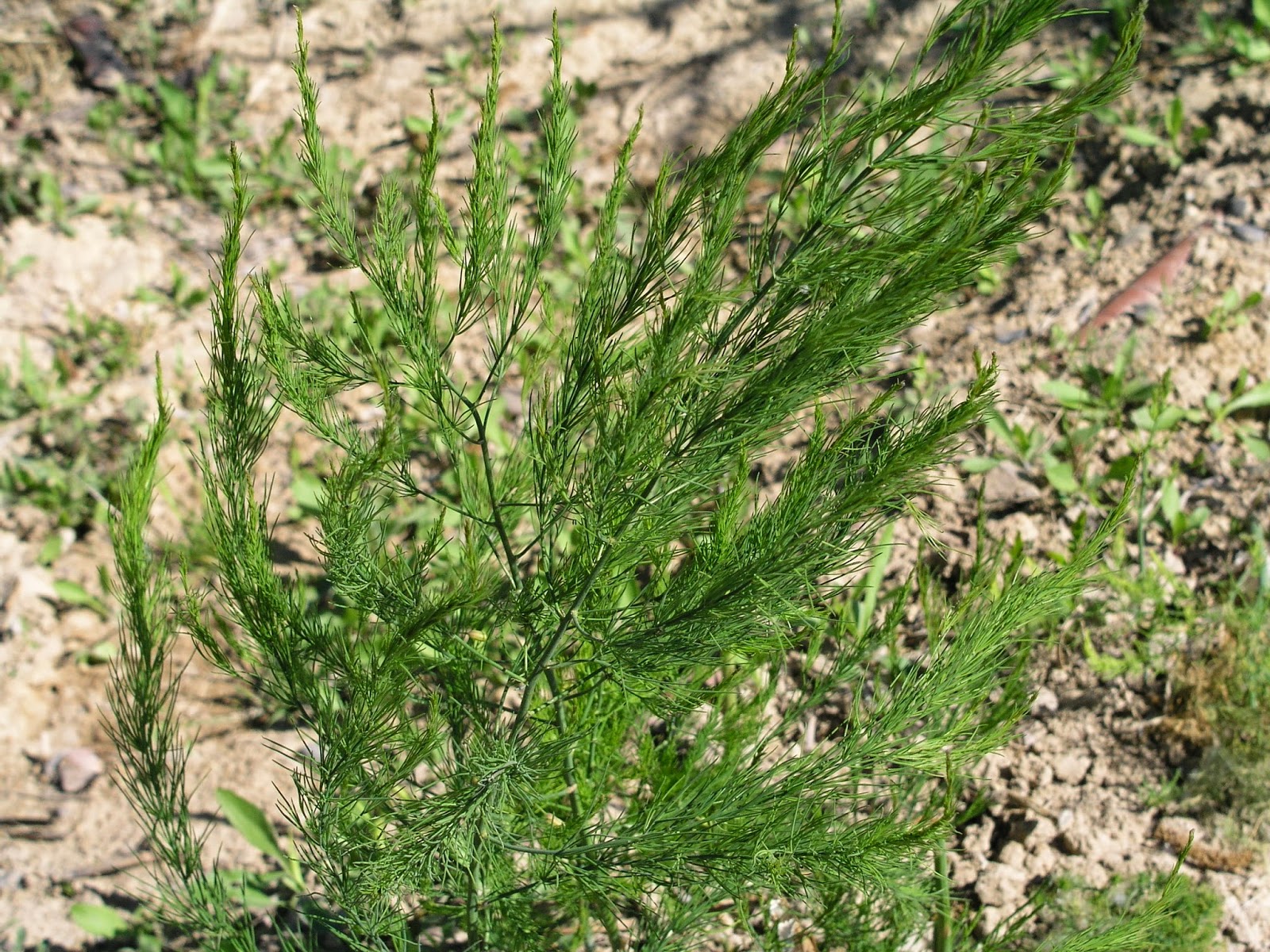 VIVA LA HORTICULTURA: ESPÁRRAGOS: FOTOS DE TRIGUEROS Y VERDES.