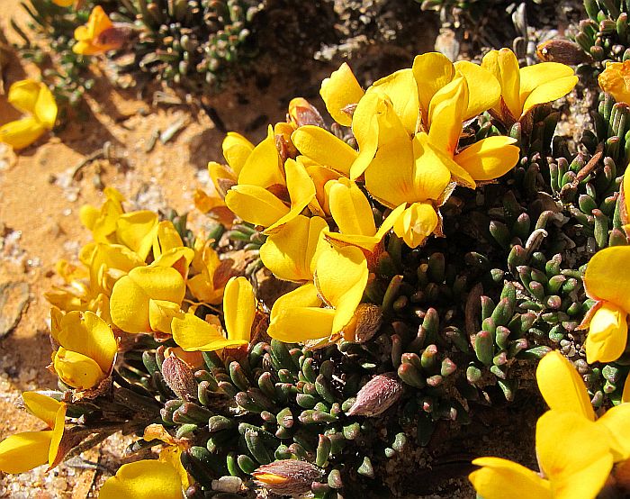 Esperance Wildflowers: Pultenaea purpurea