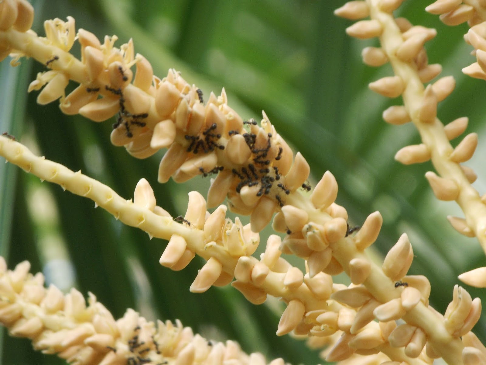 Kelapa Gading | Photographic