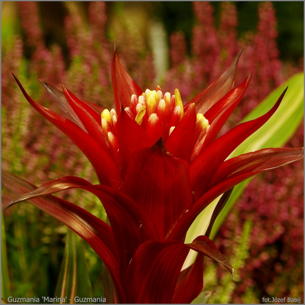 Plant Gallery - Encyklopedia Roślin: Guzmania 'Marina' - Guzmania