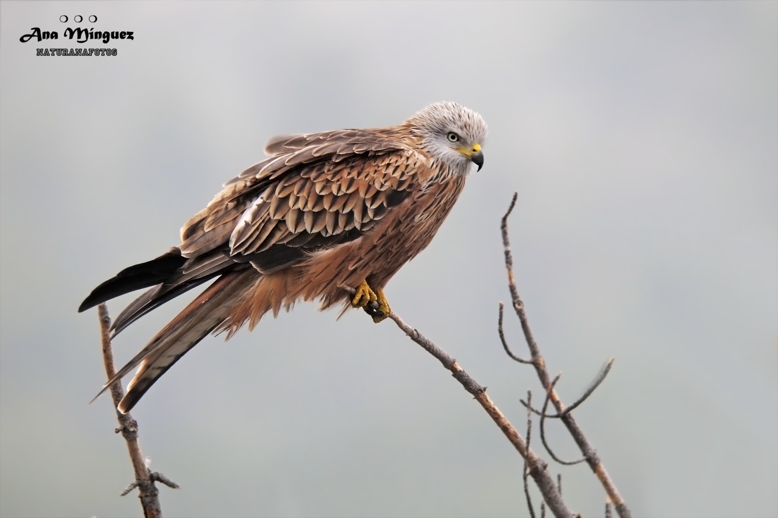 NATURANAFOTOS: Milano real/ Red Kite