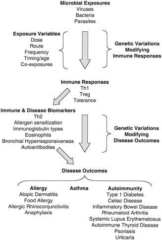 The Hygiene Hypothesis