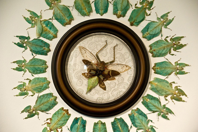 Koi Story: Artist Spotlight v2: Jennifer Angus