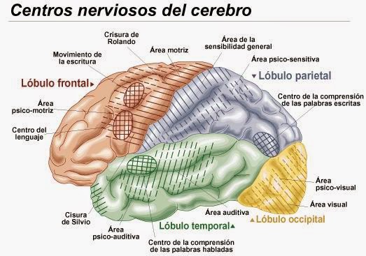 Biología Aplicada 4ºA-1-2014: DISECCIÓN DE ENCÉFALO DE CORDERO Y TRONCO ...