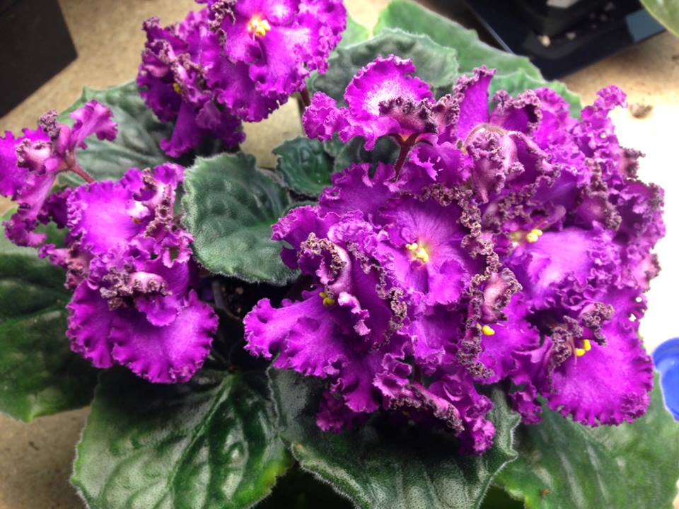 What Kind Of Light Is Best For African Violets at Janelle Mayo blog