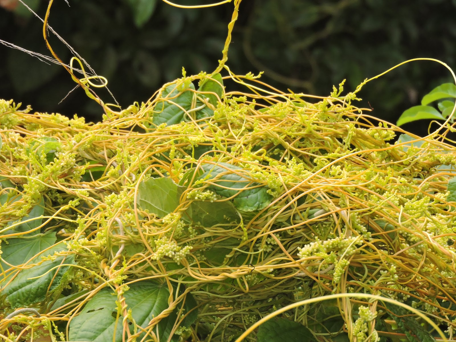 Flora campus I: Convolvulaceae - Cuscuta racemosa Mart.
