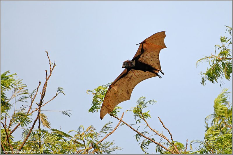 Be.Our.Story: Giant Size Bat!