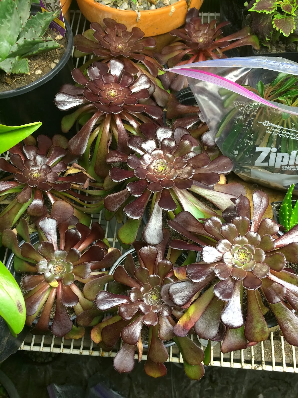 Growing Steady: The Propagation Table