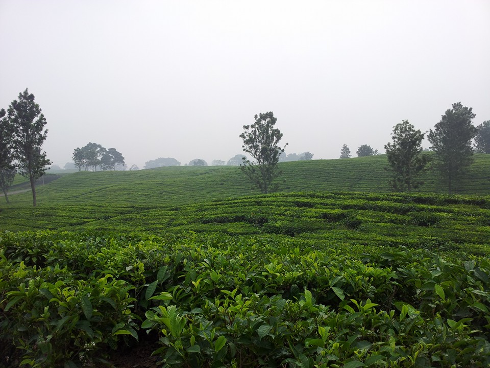 Wisata Kebun Teh Dan Pemandian Bahdam Sidamanik Sumatera Utara
