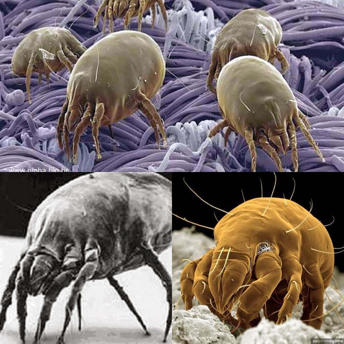 .: Mas afinal, o que são os ácaros?