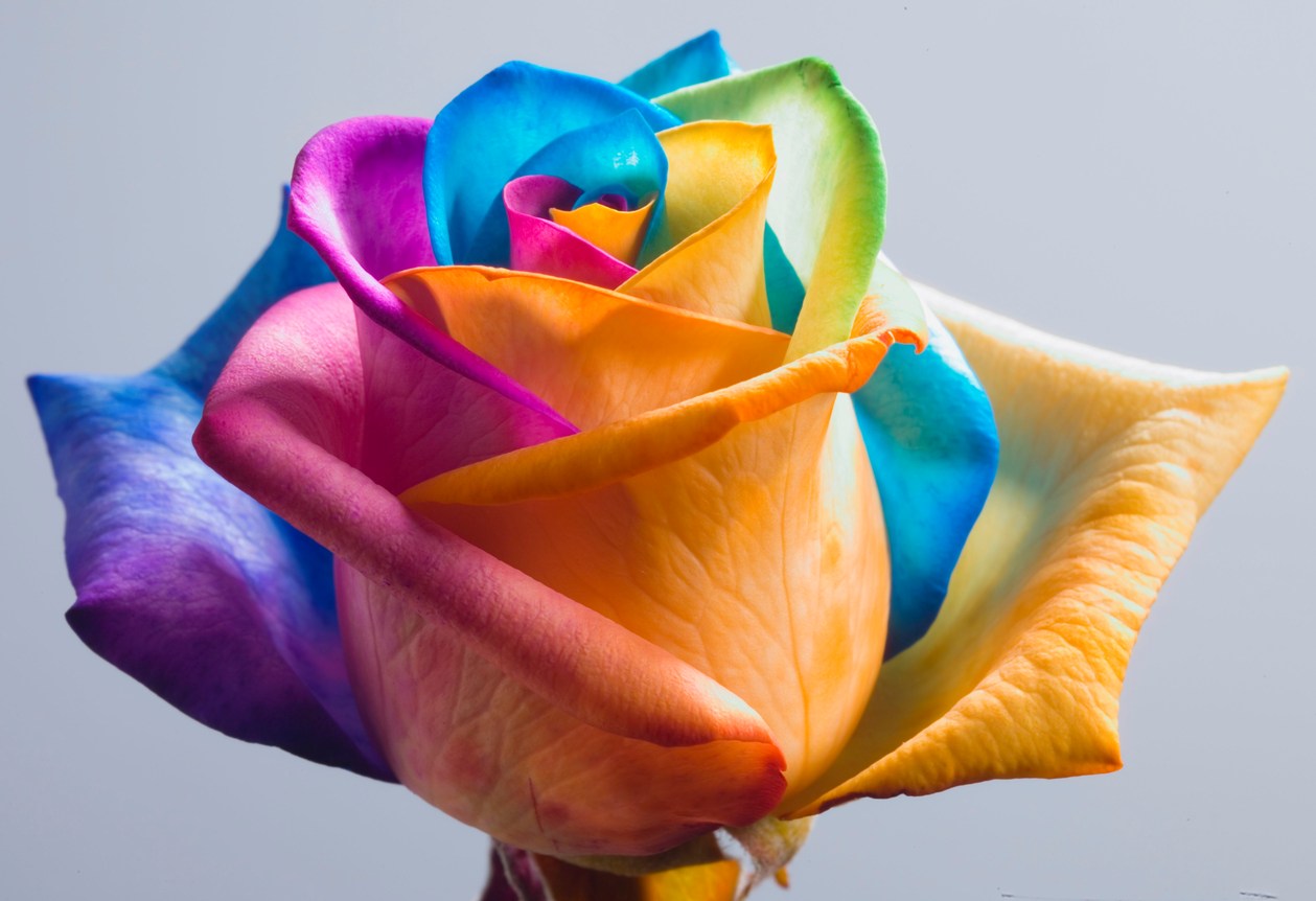 Beautiful Roses HD Desktop Wallpapers in 1080p ~ Super HD Wallpaperss