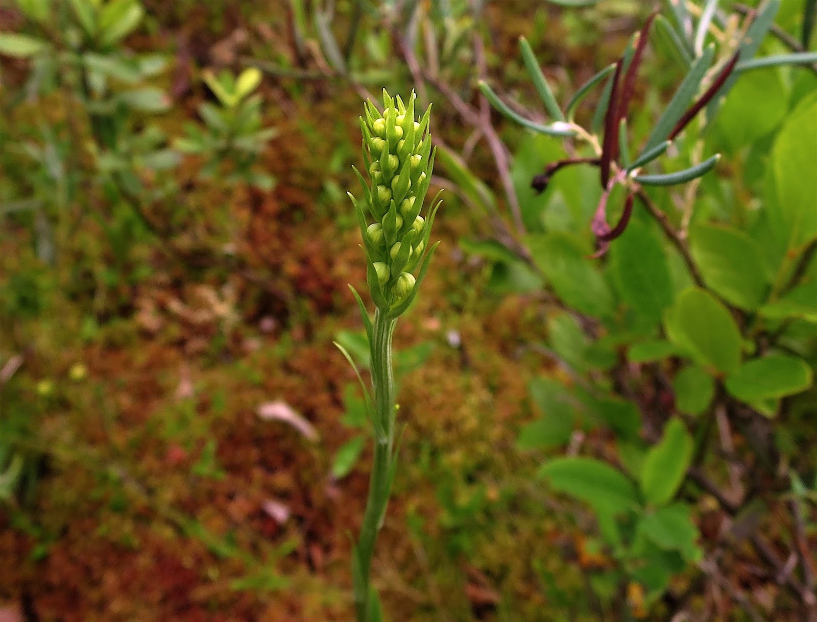 Saratoga woods and waterways: Blooms on the Bog, Bugs in the Blooms