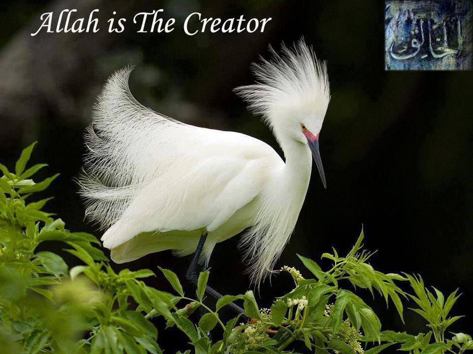 S.S.P: The Creation OF ALLAH