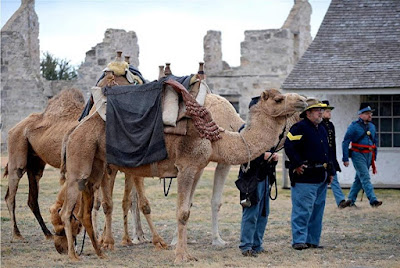 CamelDabble TravelBabble: Military and Police Camels
