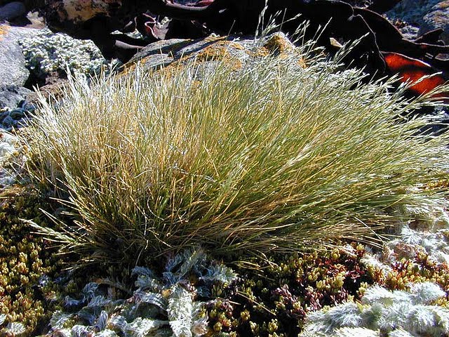 Antarctic Grass