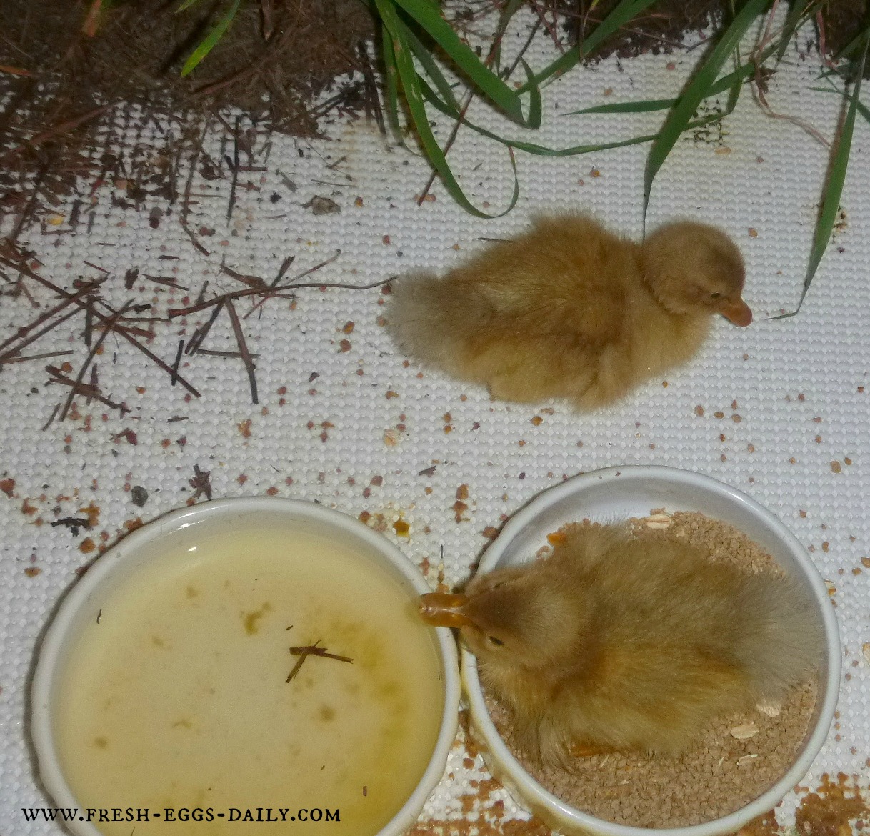 Beginners Guide to Raising Ducklings - Fresh Eggs Daily® with Lisa Steele