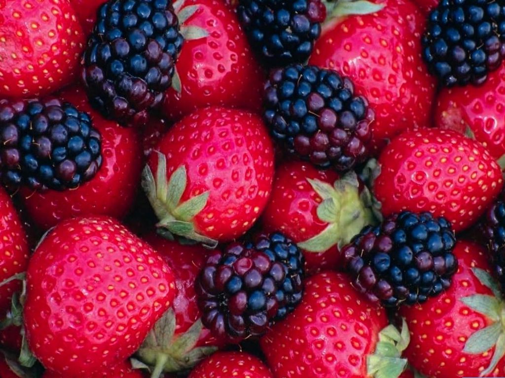 plantação de morango